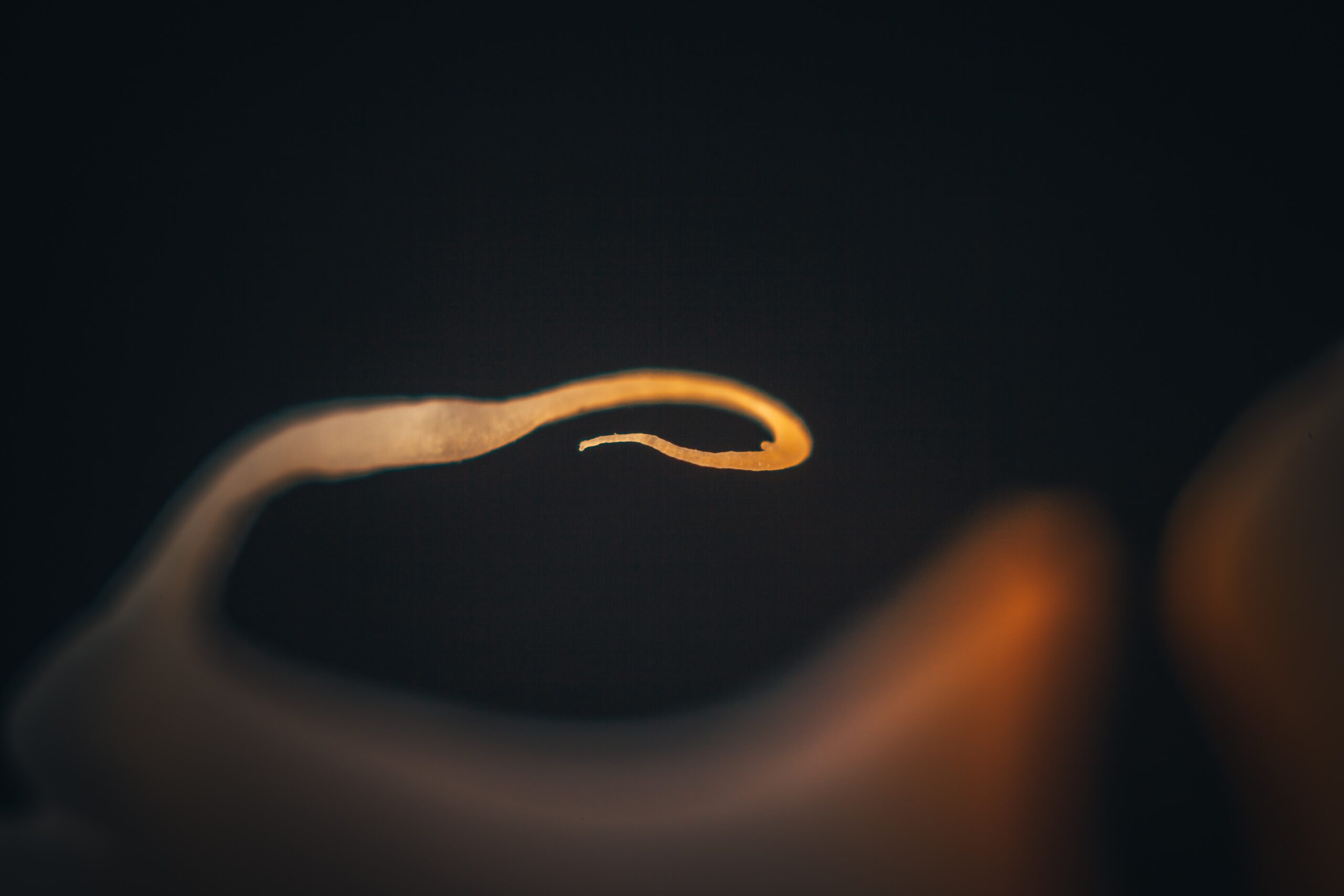 Mis on sooleparasiidid. | MinuAeg