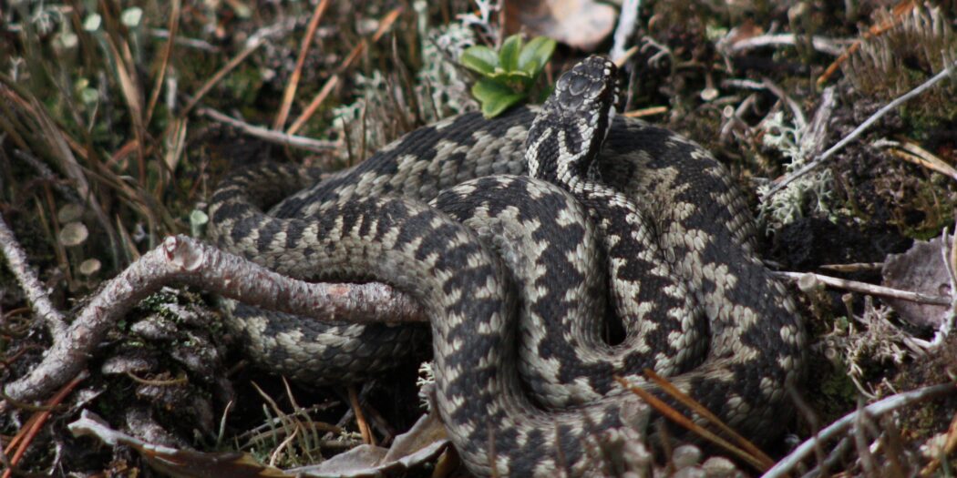 KOHUTAV. Meesterahvas suri rästiku hammustuse tagajärjel. | MinuAeg
