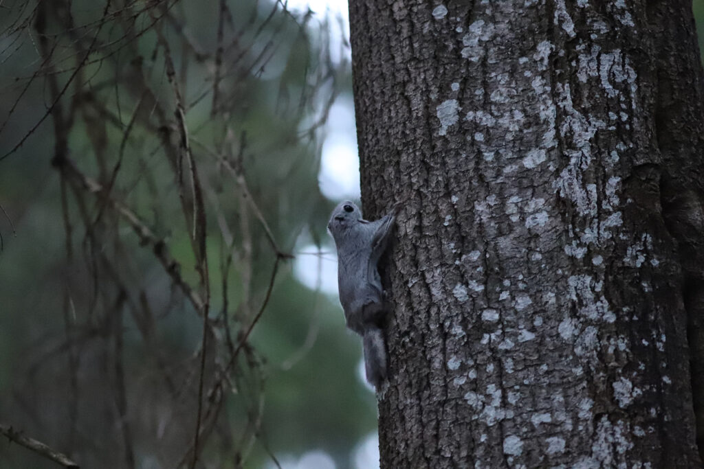 Aasta loom – lendorav – saab tõhusama kaitse | MinuAeg