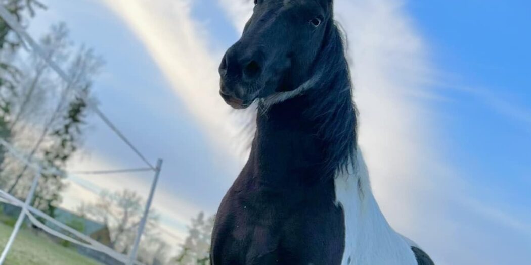 Märjamaa elaniku kolmapäeval kadunud hobune leiti surnuna | MinuAeg