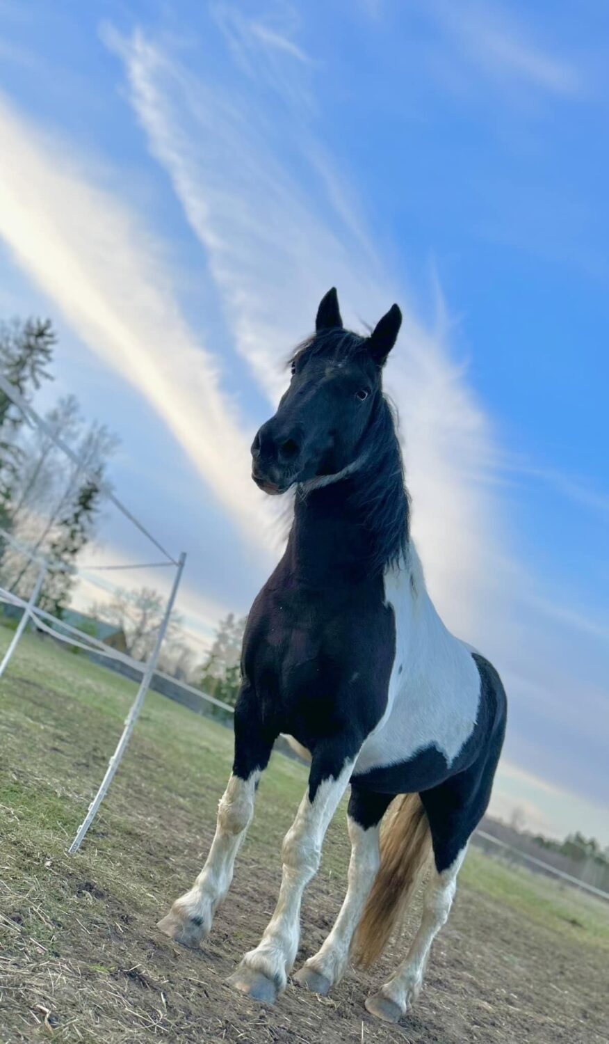 Märjamaa elaniku kolmapäeval kadunud hobune leiti surnuna | MinuAeg