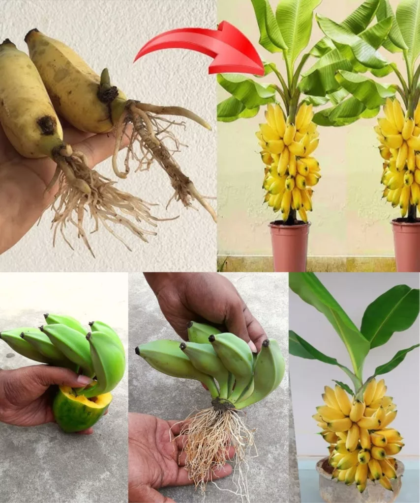 Banaanipuude kasvatamise juhend algajatele. | MinuAeg