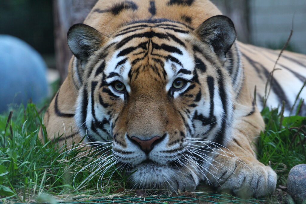 Tallinna loomaaia Tiigriorgu saabunud tiiger Pootsmanil avastati ...